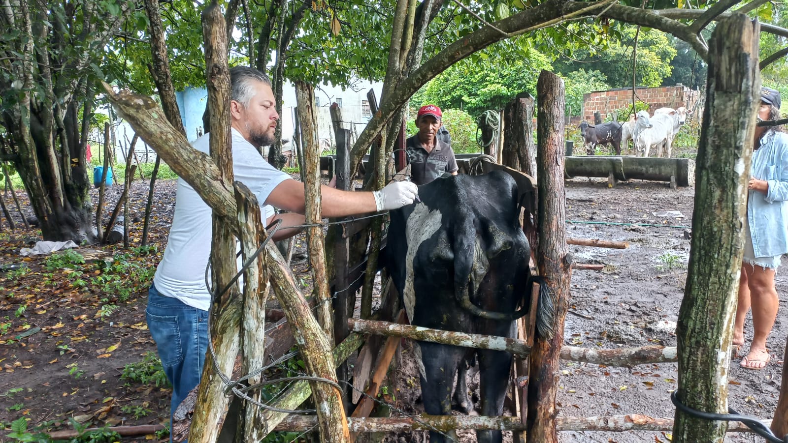 Prefeitura de João Pessoa e Conafer realizam inseminação artificial em ...